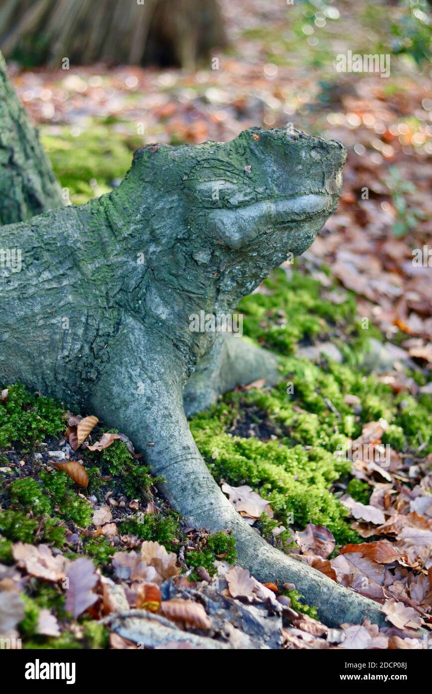 Novelty portrait image of unusual tree root formation appearing like a ...