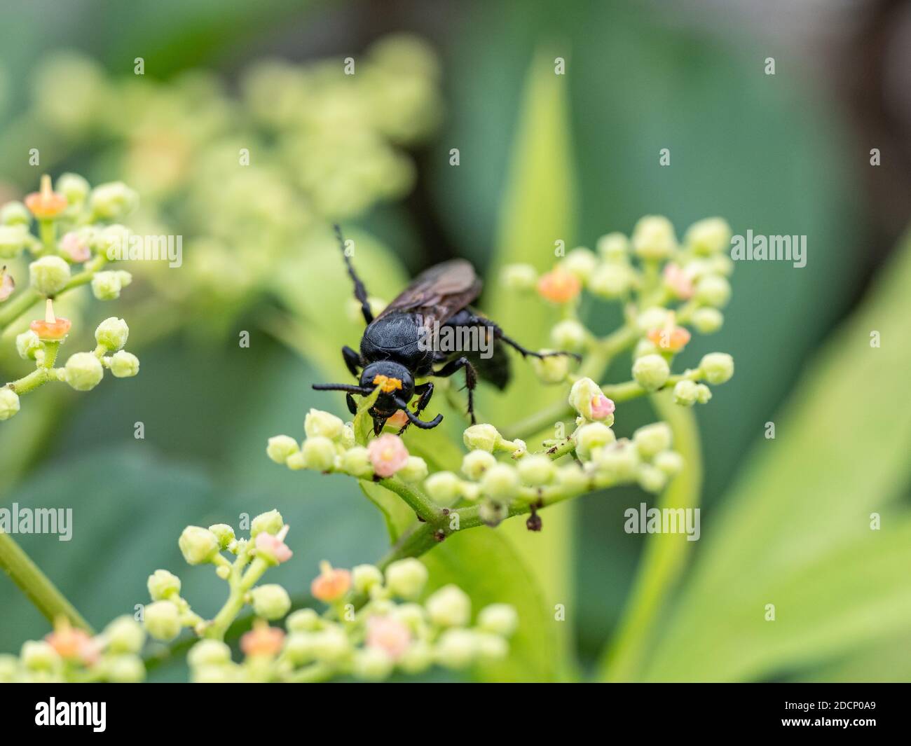 Scolia fascinata hi-res stock photography and images - Alamy