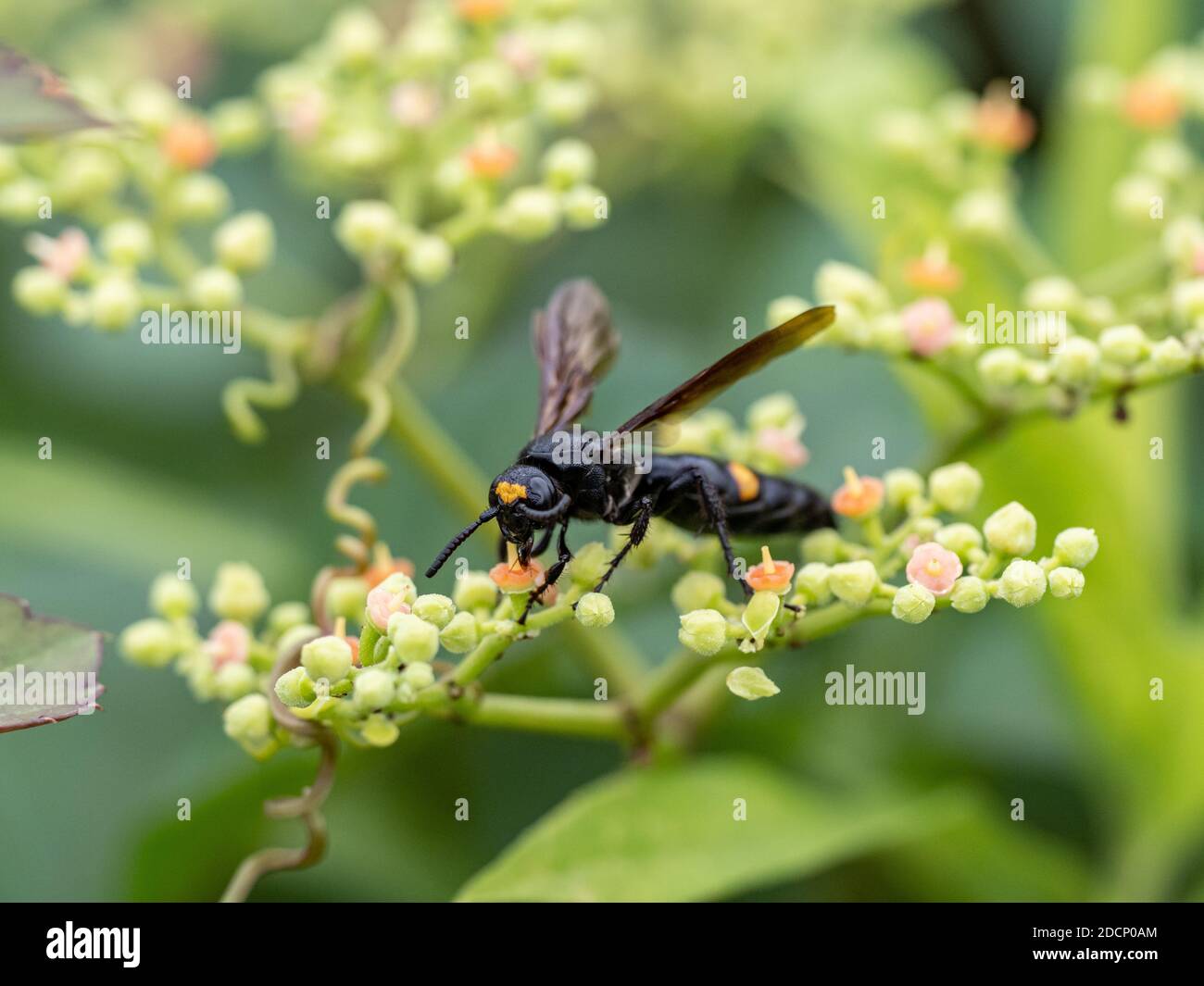 A black Japanese Scolia wasp, Scolia fascinata or Carinoscolia ...