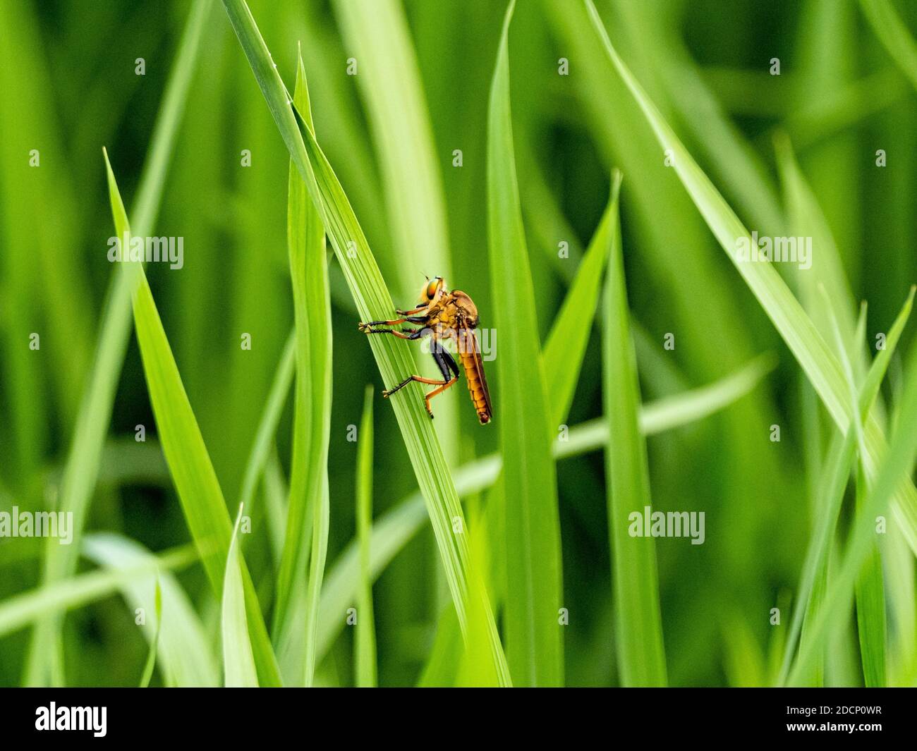 Rice field worm hi-res stock photography and images - Alamy