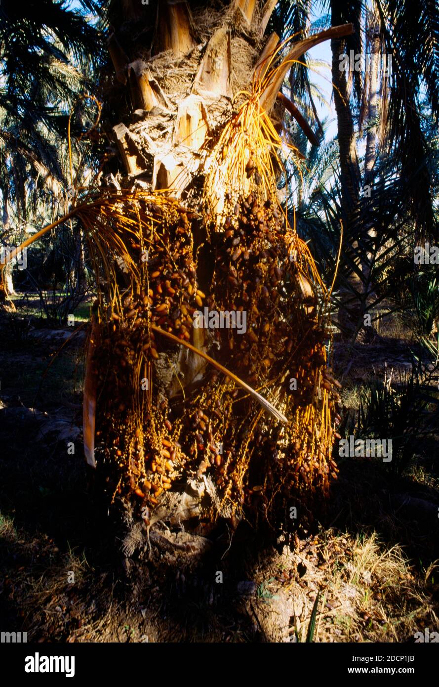 Kebili oasis hi-res stock photography and images - Alamy