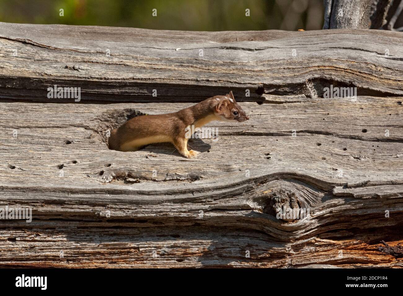 Long-tailed Weasel (Mustela frenata). Yellowstone National Park ...