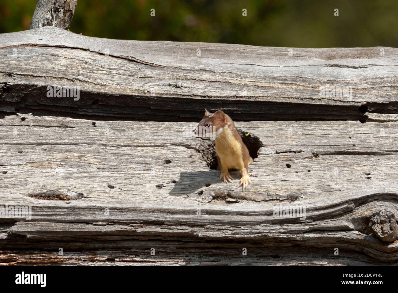 Weasels hi-res stock photography and images - Alamy