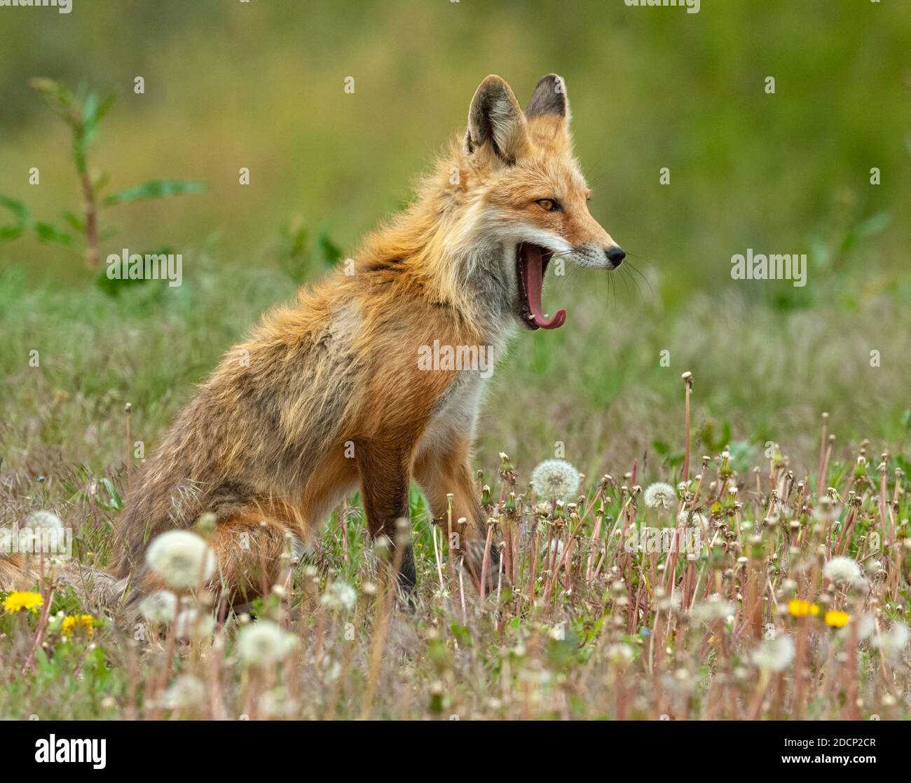 Red Fox (Vulpes vulpes). Grand Teton National Park, Wyoming, USA Stock ...