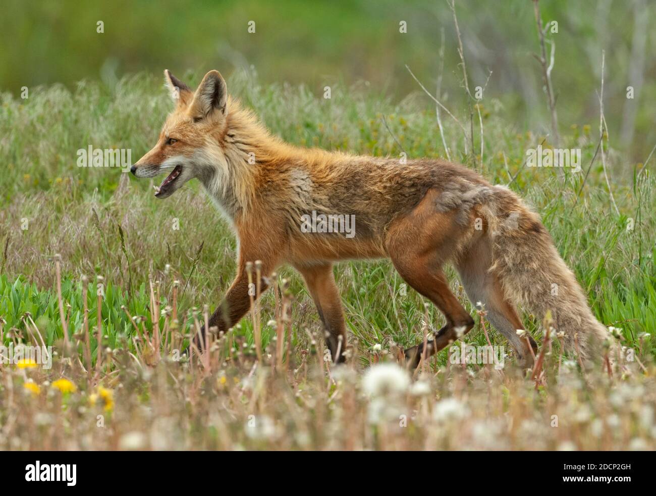 Red Fox (Vulpes vulpes). Grand Teton National Park, Wyoming, USA Stock ...
