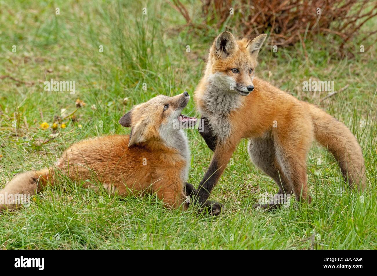 Red fox pups playing hi-res stock photography and images - Alamy