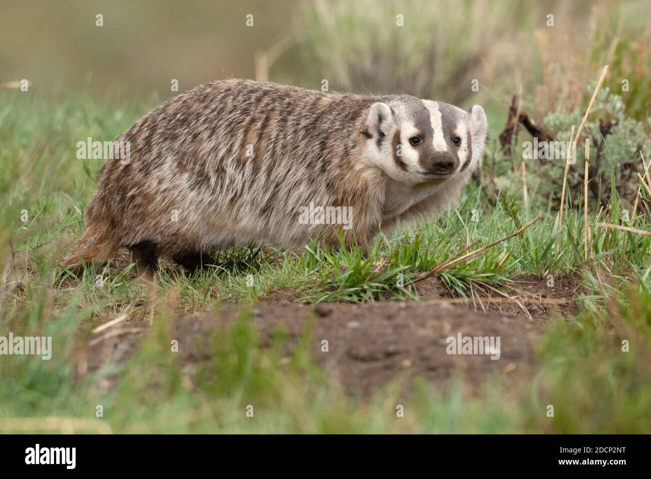 Taxidea hi-res stock photography and images - Alamy