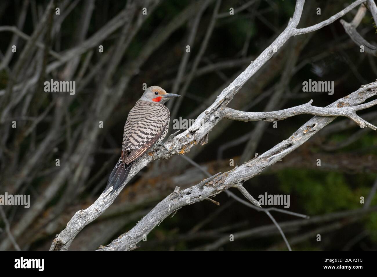 Northern Flicker (Colaptes auratus). Red-shafted Flicker. Grand Teton ...