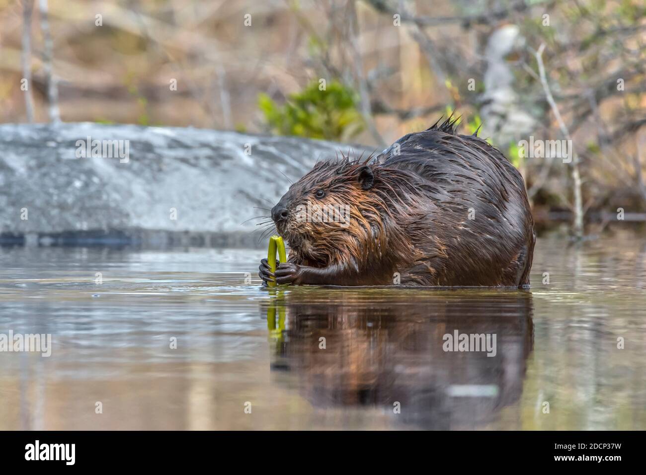 North American Beaver (Castor canadensis). Acadia National Park, Maine ...