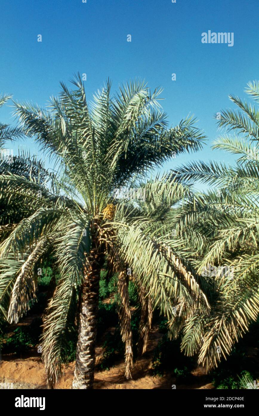 Abu Dhabi UAE Al Ain Oasis at Hili Stock Photo - Alamy
