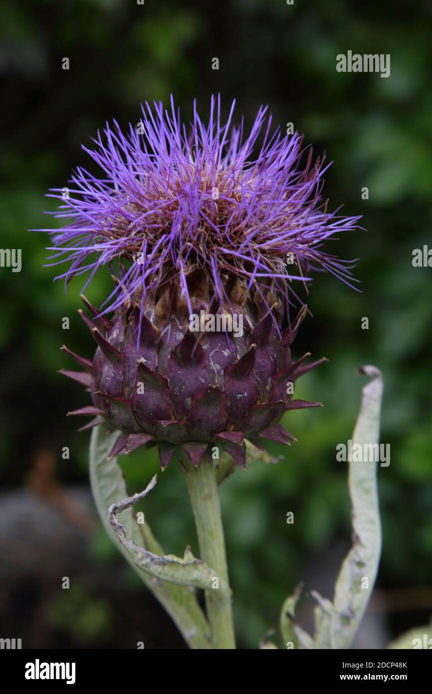 Close up of Thistle Stock Photo - Alamy