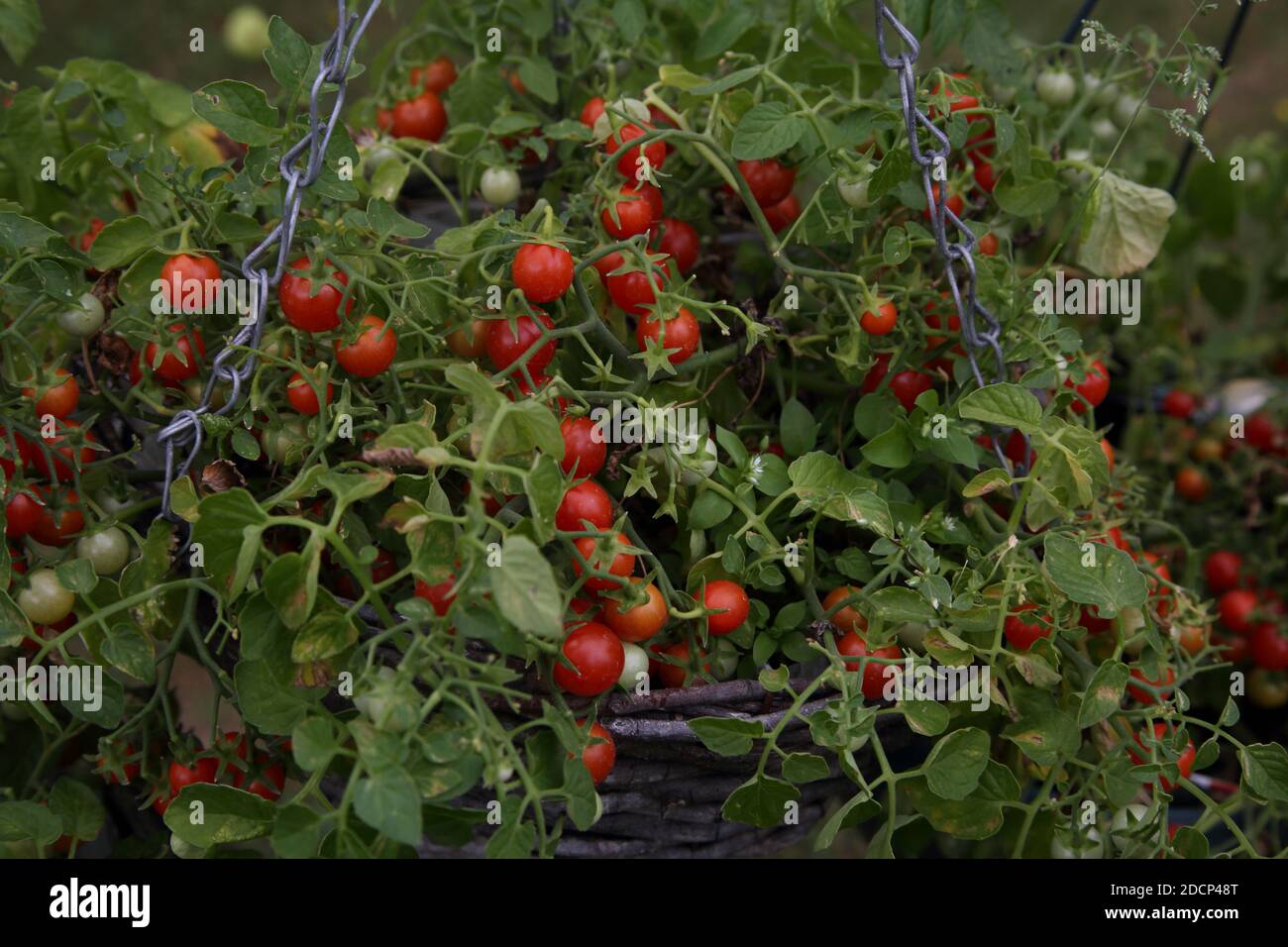 Hanging tomatoes hi-res stock photography and images - Alamy
