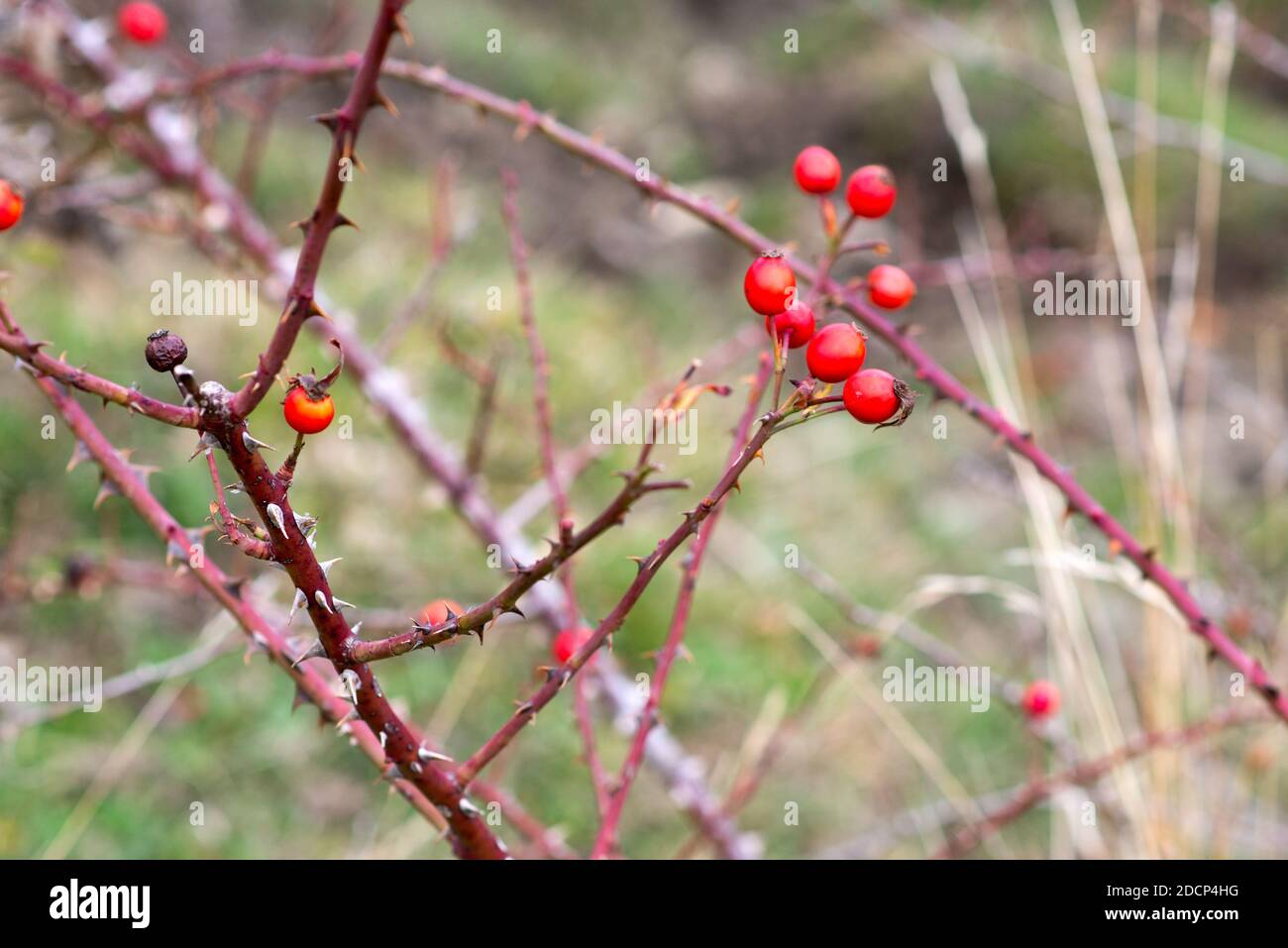 Thorns of bramble bush hi-res stock photography and images - Alamy