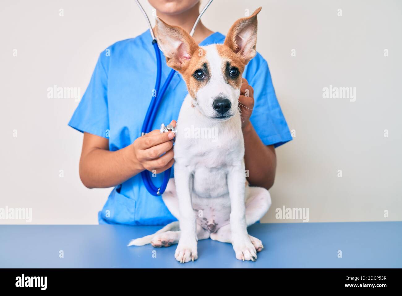 Young puppy at the veterinarian going to health checkup, professional ...