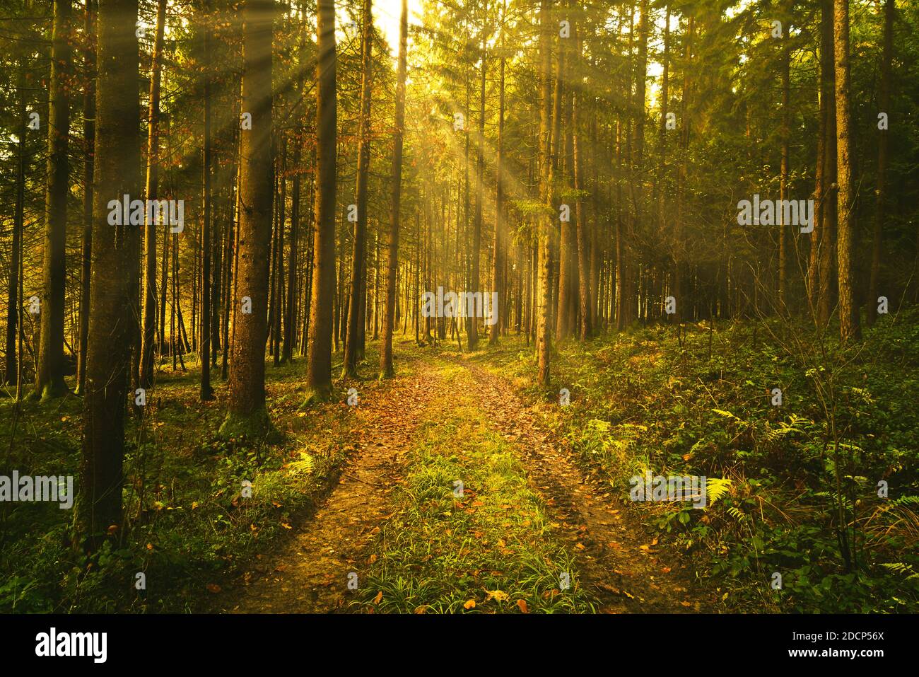 Beautiful green forest with sun rays coming through trees Stock Photo ...