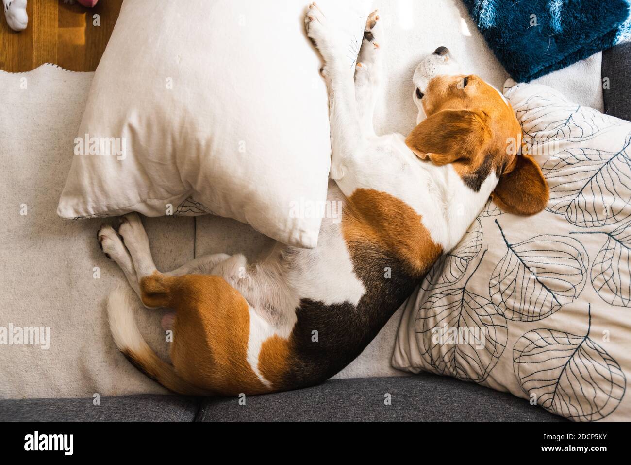 Beagle dog tired after walk lying on a sofa in bright interior, top ...