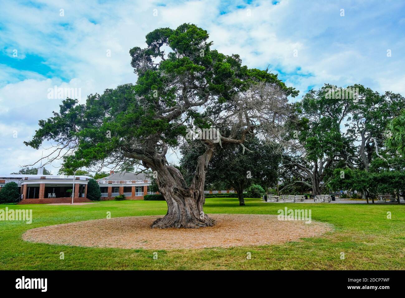 Oak tree in park hi-res stock photography and images - Alamy