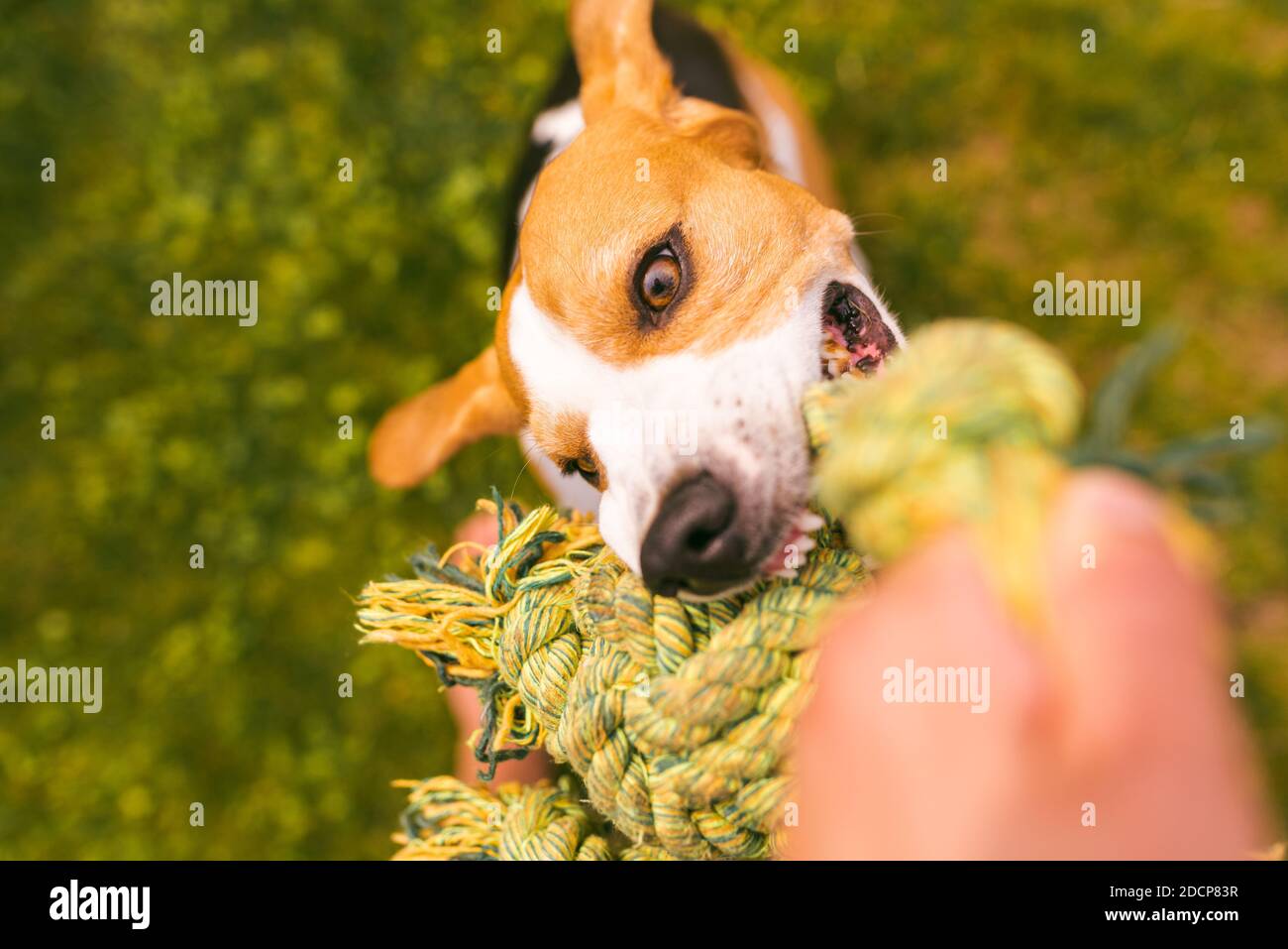 Dog pulling rope hi-res stock photography and images - Alamy