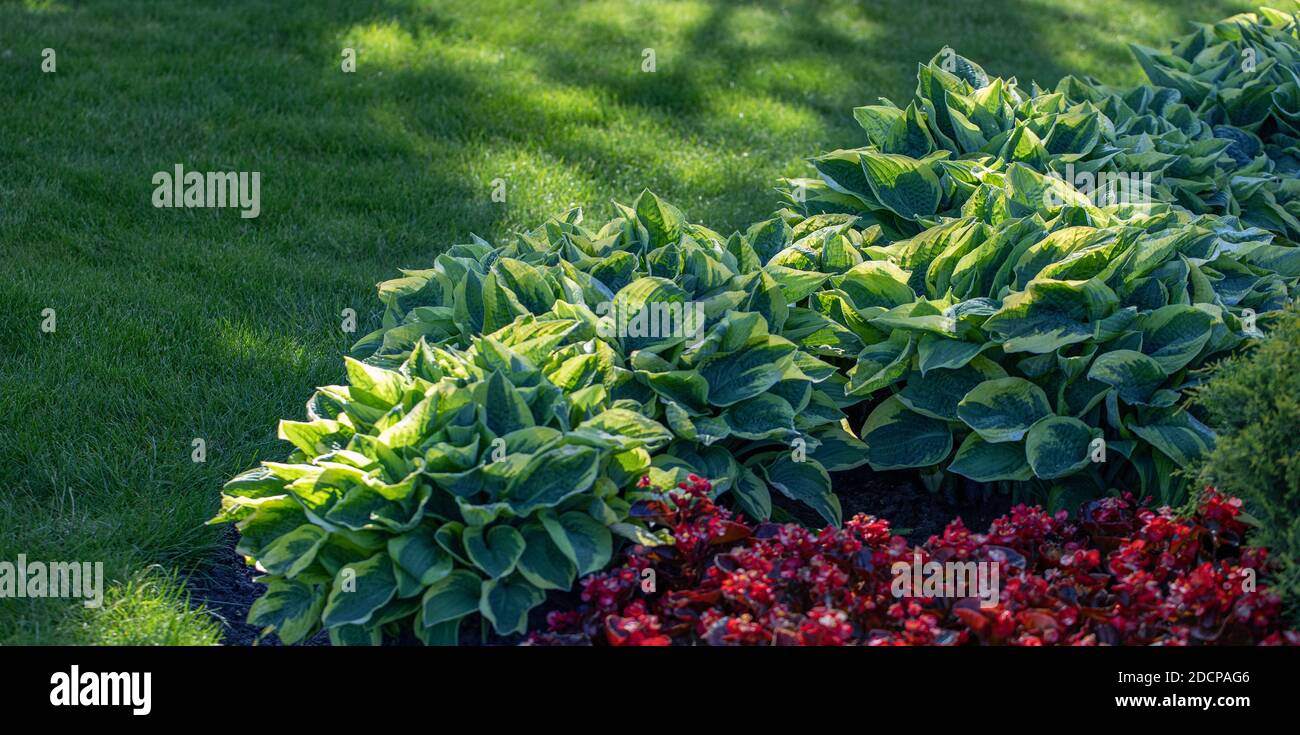 Hosta grows in a flower bed, a popular plant in landscaping Stock Photo ...