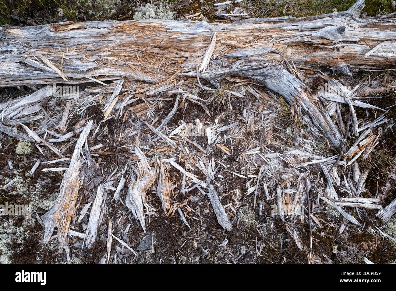 Rotten tree trunk rotted to dust, outdoors. Background Stock Photo - Alamy