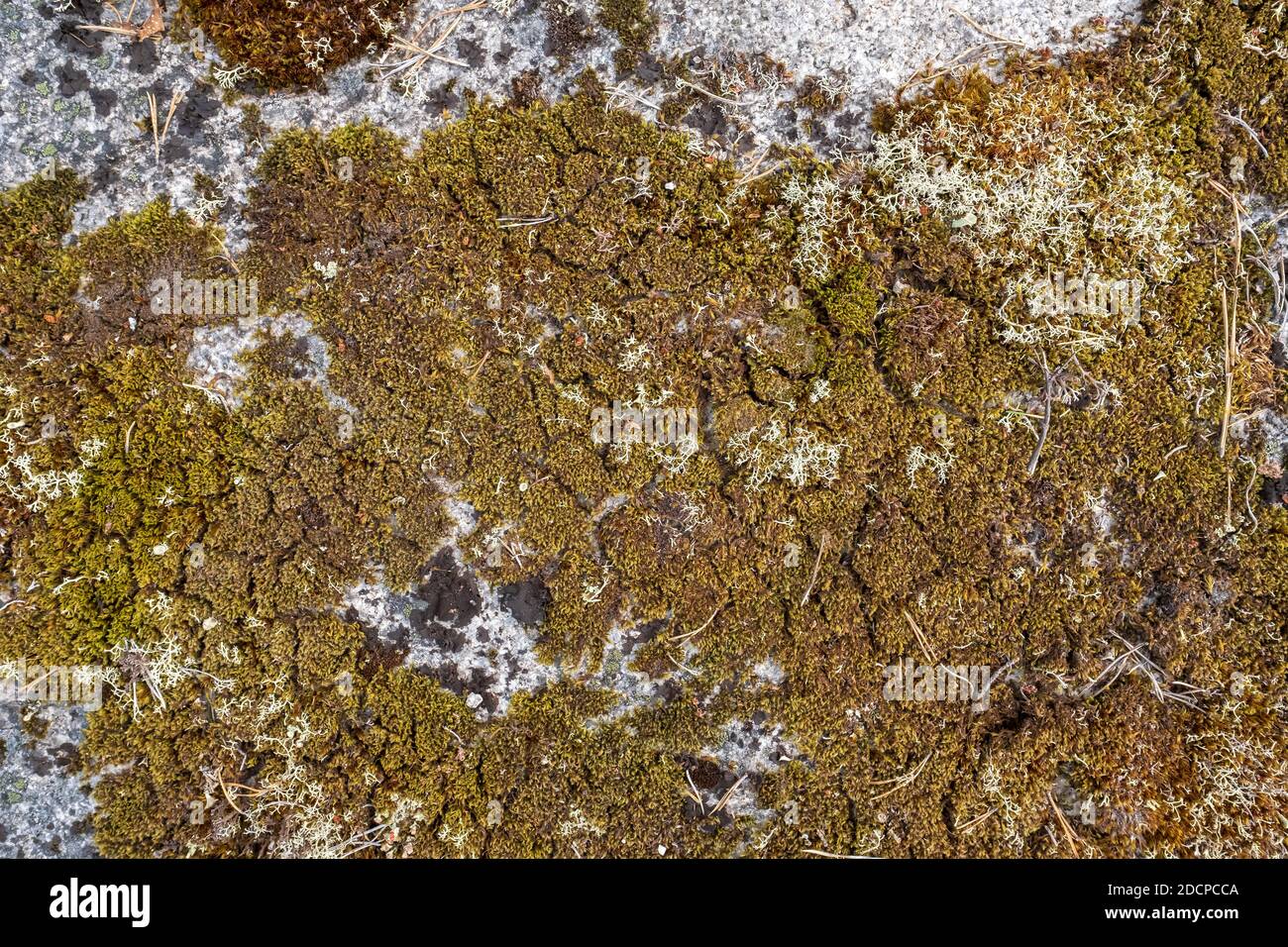Cracked old moss on a granite rocky wall. Natural textured surface ...