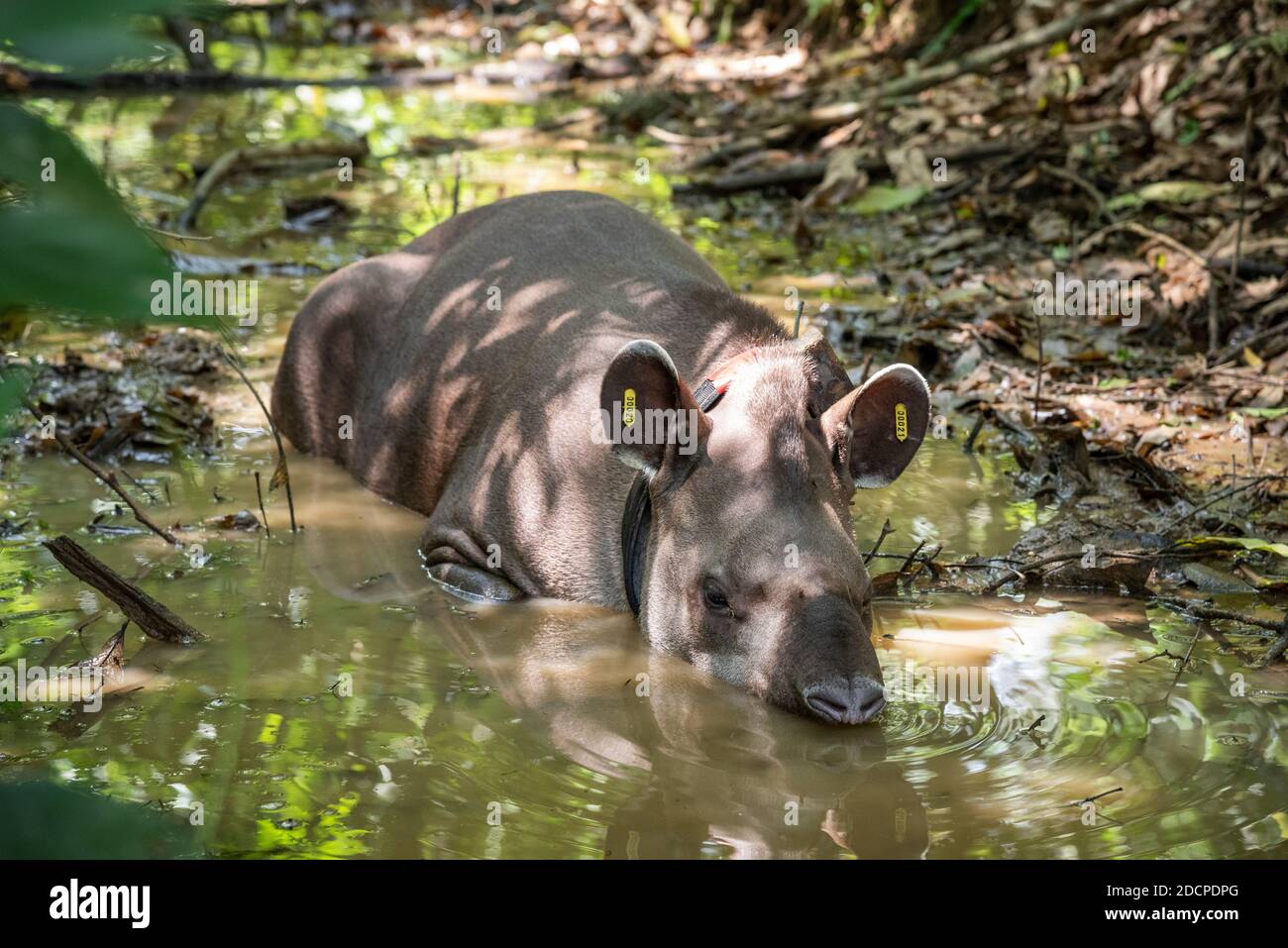 Big grey animal (Tapir, Tapirus Terrestris) in muddy stream on ...