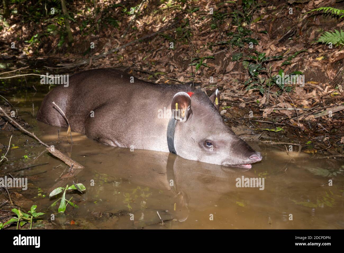 Big grey animal (Tapir, Tapirus Terrestris) in muddy stream on ...