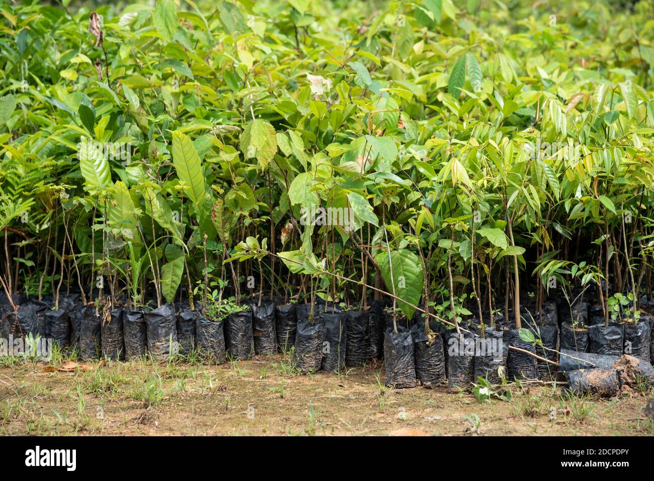 Tree seedling for reforestation project in the rainforest, Rio de ... Tree seedling for reforestation project in the rainforest, Rio de ...