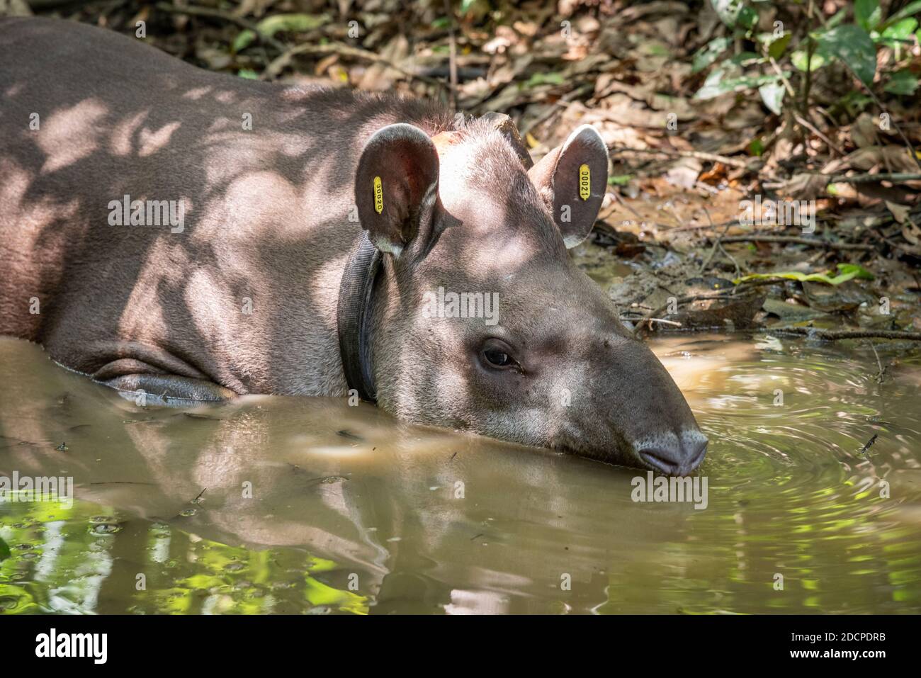 Big grey animal (Tapir, Tapirus Terrestris) in muddy stream on ...