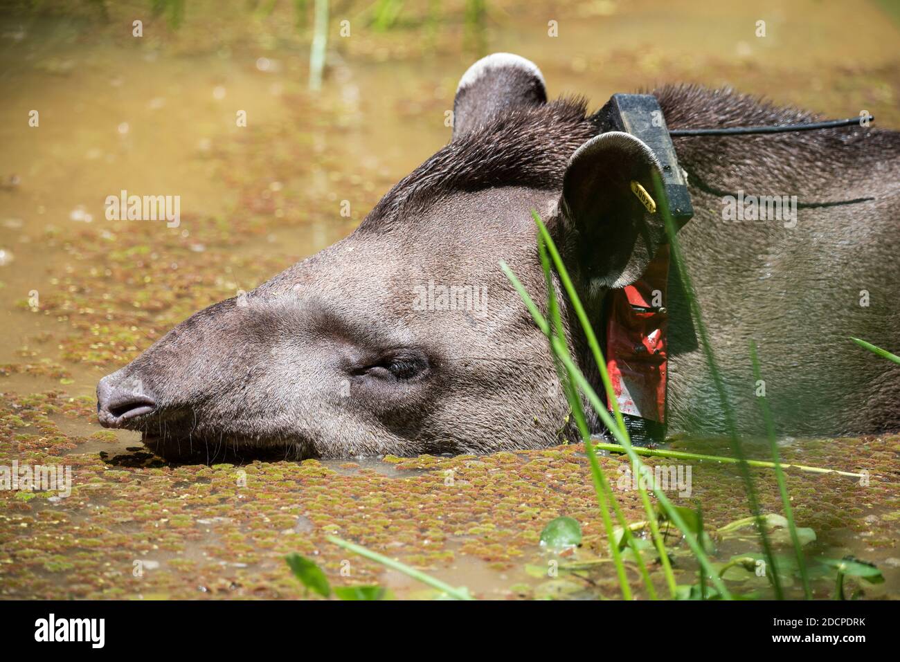 Big grey Tapir (Tapirus Terrestris) with GPS collar in green rainforest ...