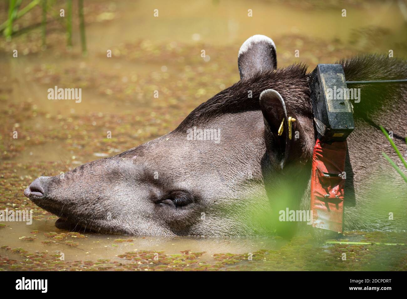 Big grey Tapir (Tapirus Terrestris) with GPS collar in green rainforest ...