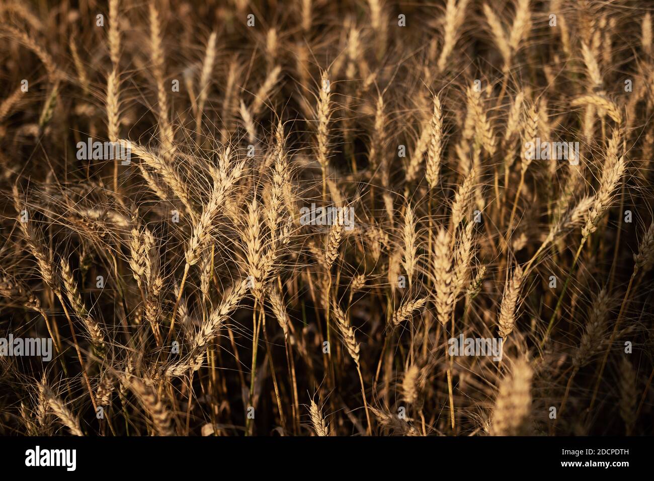 wheat ears wheat field ears sunset bread flour Stock Photo - Alamy