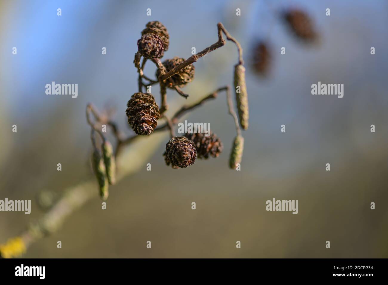 Cones and catkins of the alder tree (Alnus), the pollen can cause ...