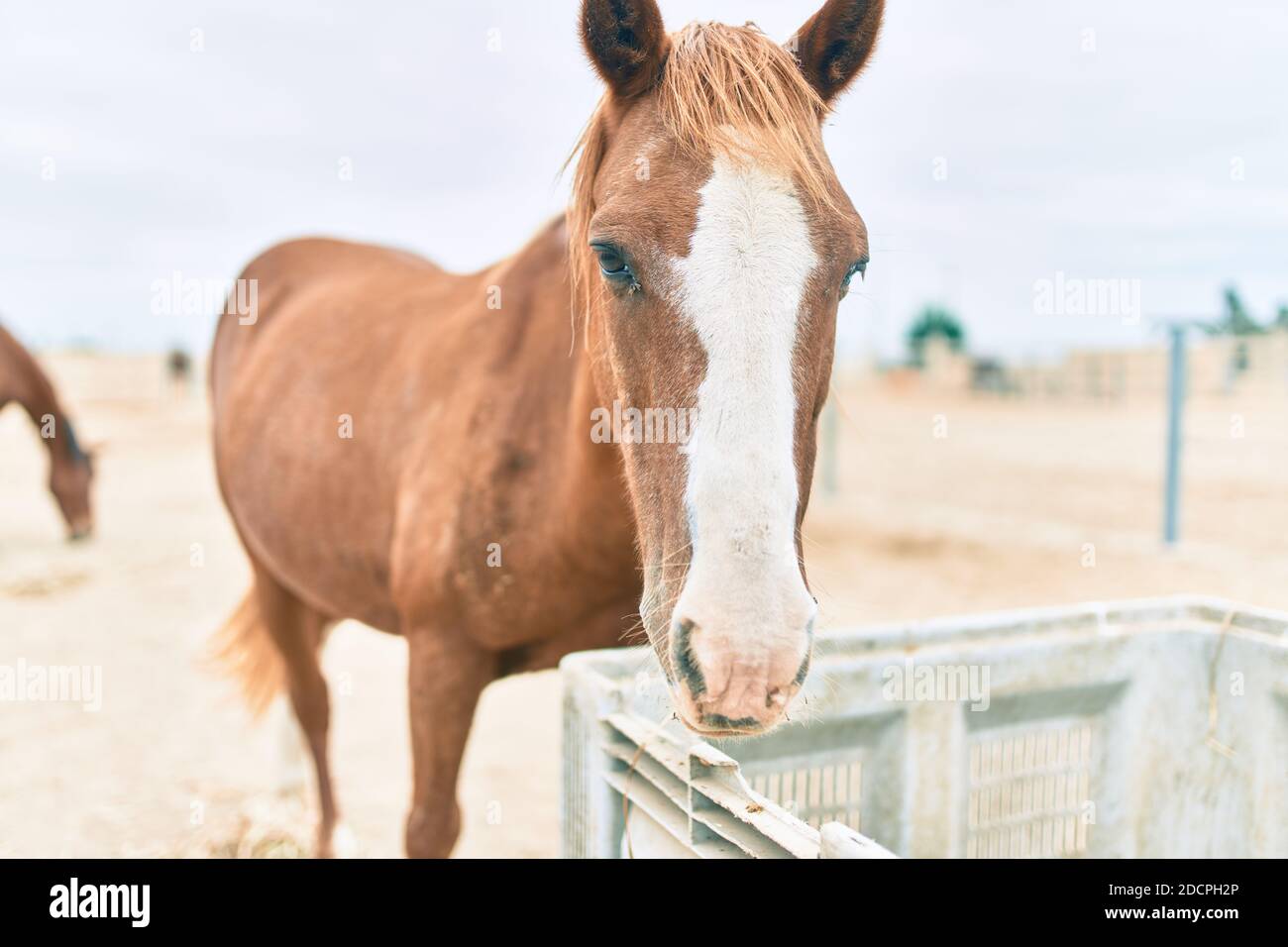 Adorable horse at the farm Stock Photo - Alamy