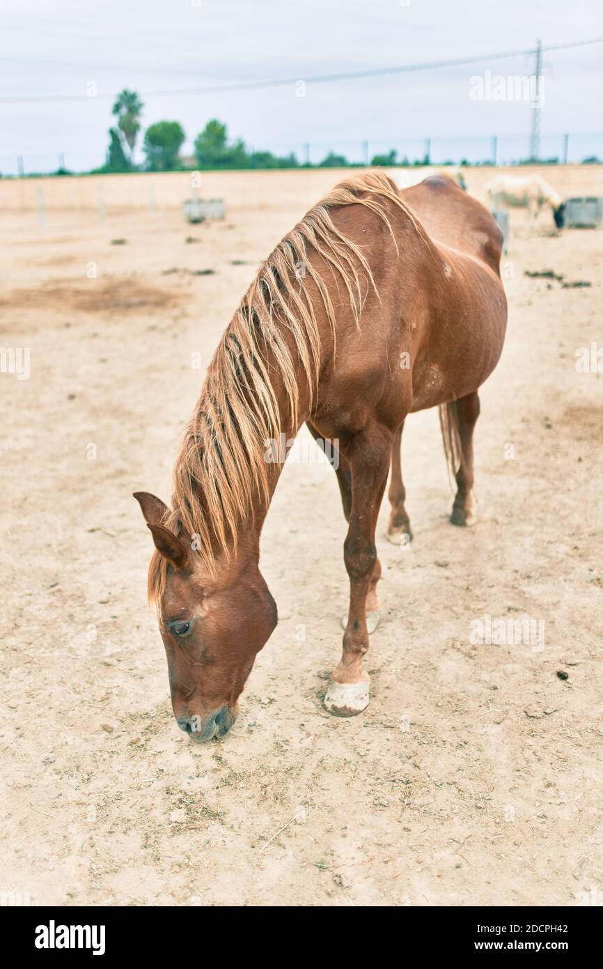 Adorable horse at the farm Stock Photo - Alamy