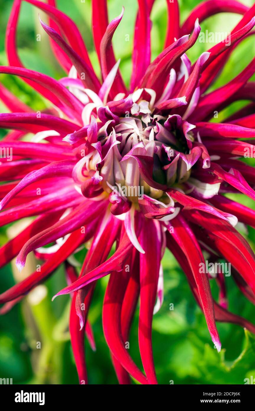 Dahlia deep red flower hi-res stock photography and images - Alamy