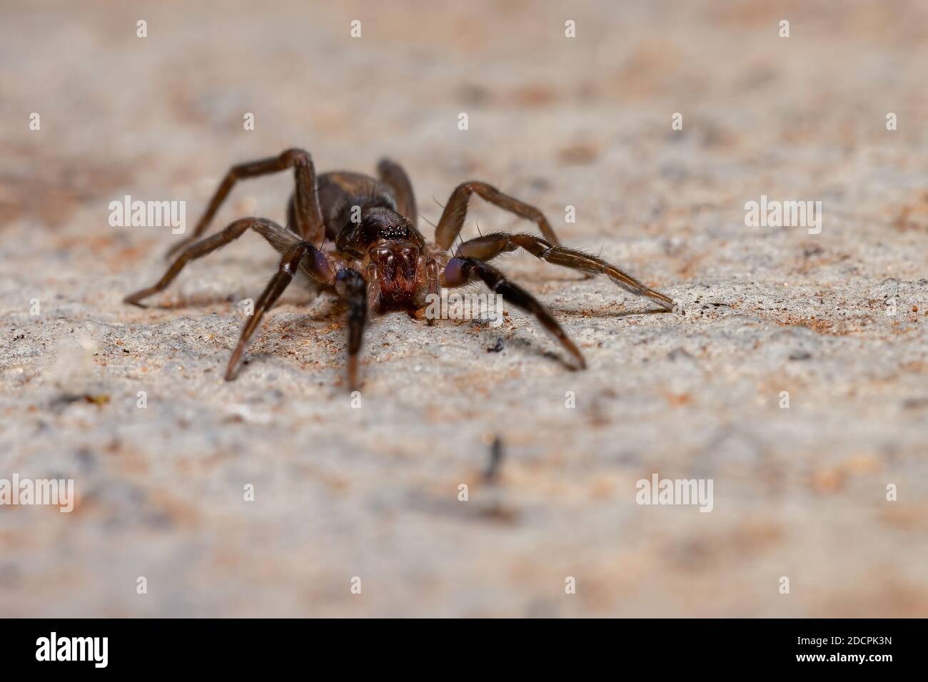 Prowling Spider of the species Teminius insularis Stock Photo - Alamy