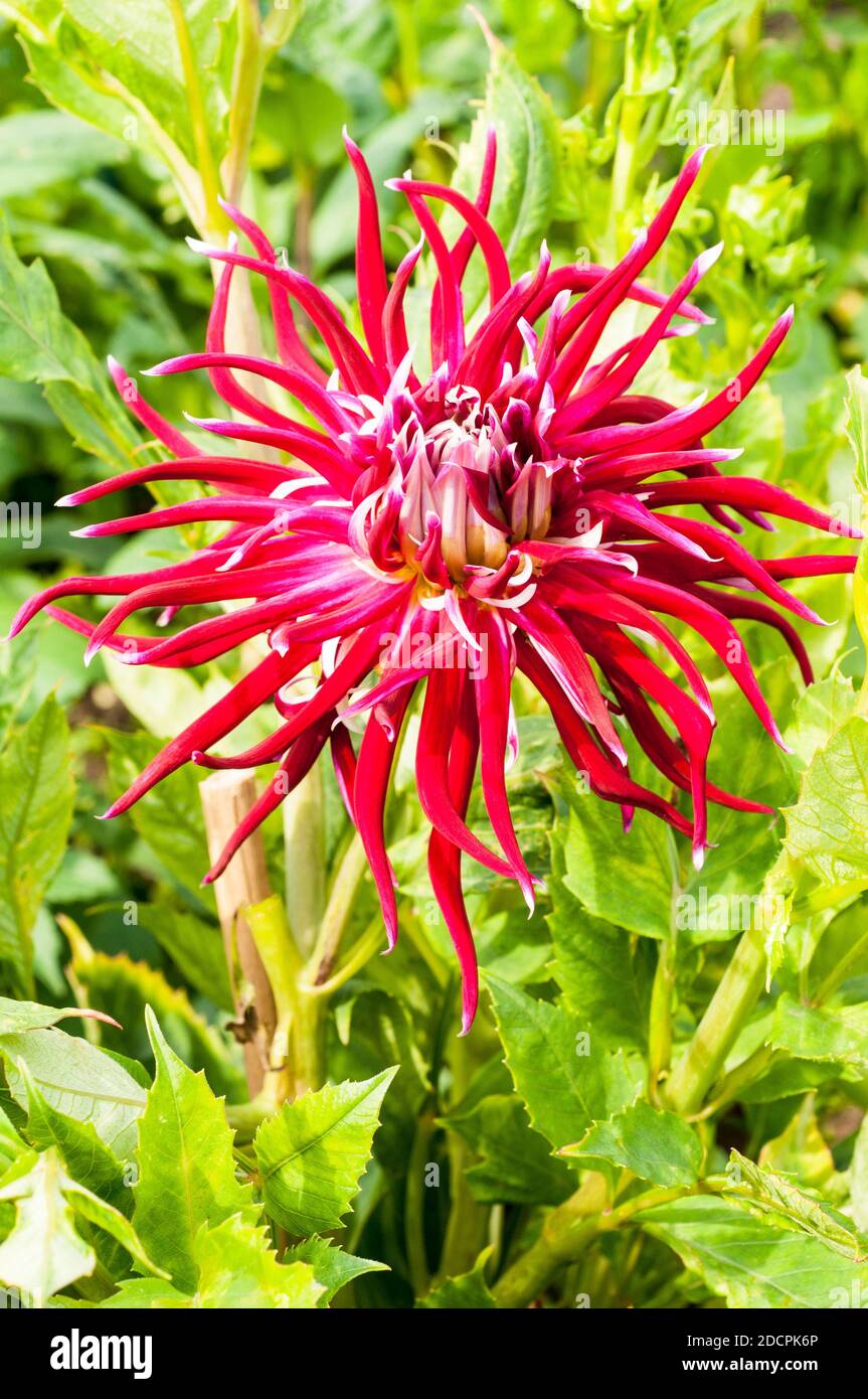 Spider dahlia hi-res stock photography and images - Alamy