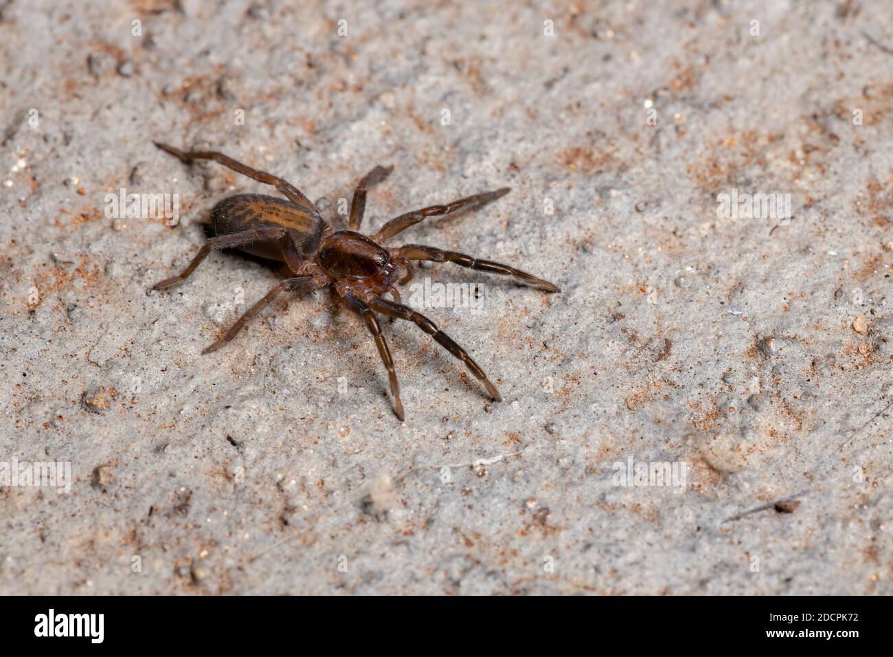 Prowling Spider of the species Teminius insularis Stock Photo - Alamy