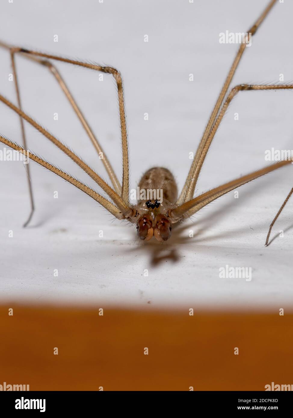 Cellar Spider of the Family Pholcidae Stock Photo - Alamy