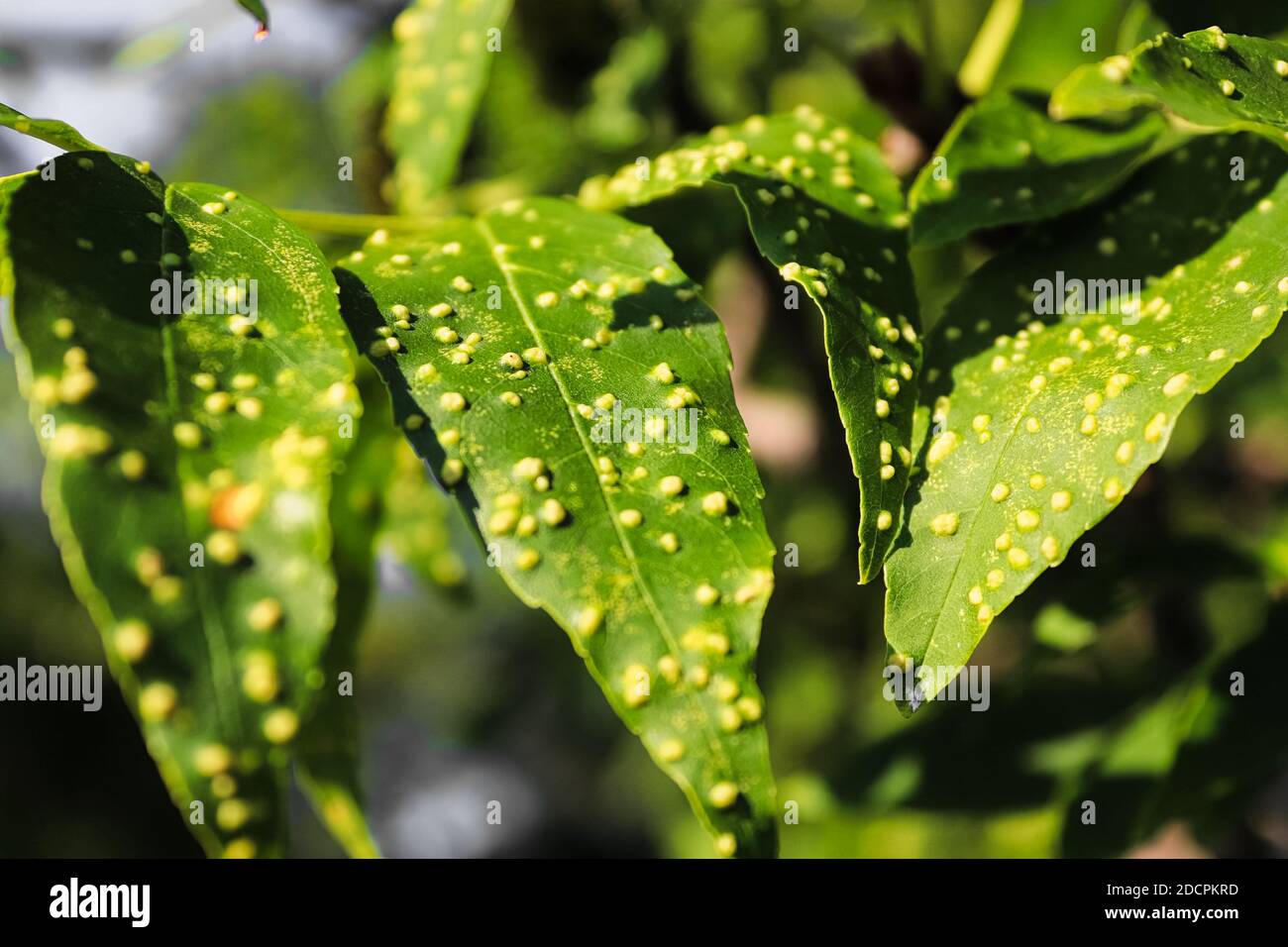Closeup view of galls covering ash leaves Stock Photo - Alamy