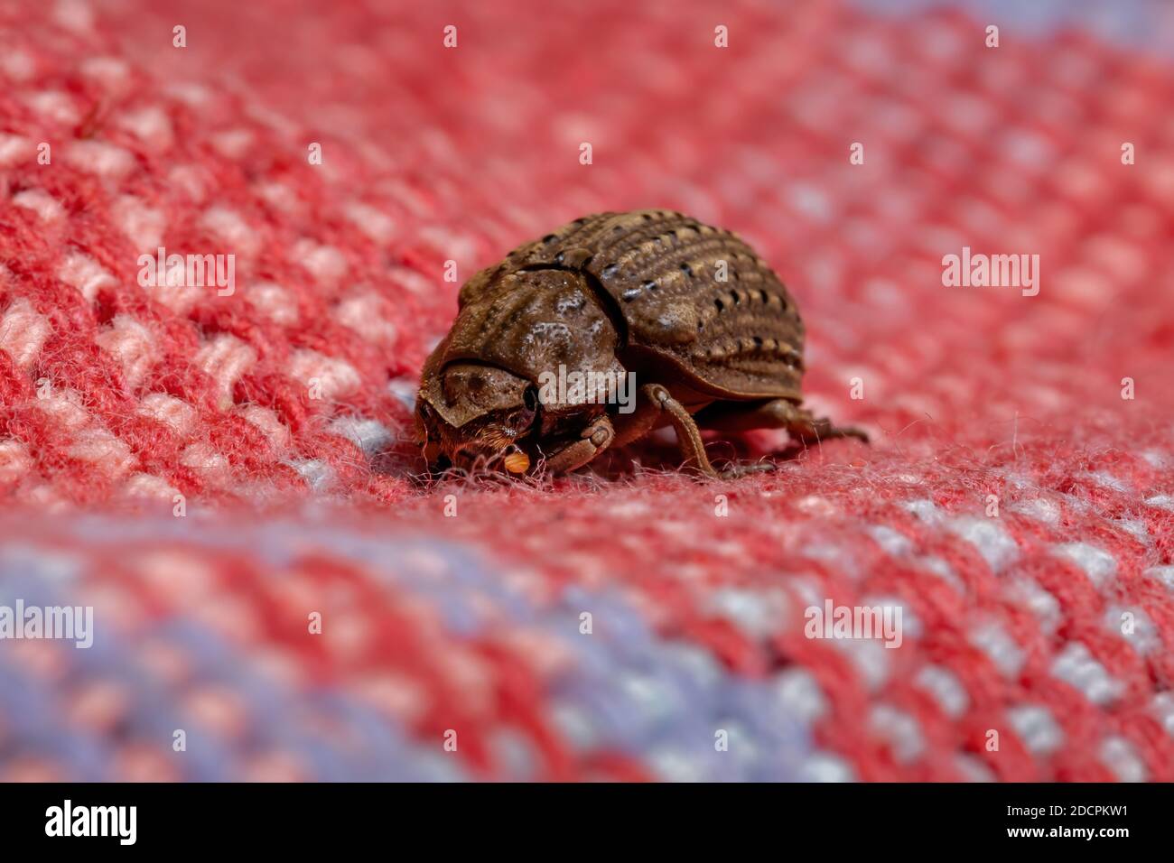 Brazilian Hide Beetle of the species Omorgus suberosus Stock Photo - Alamy
