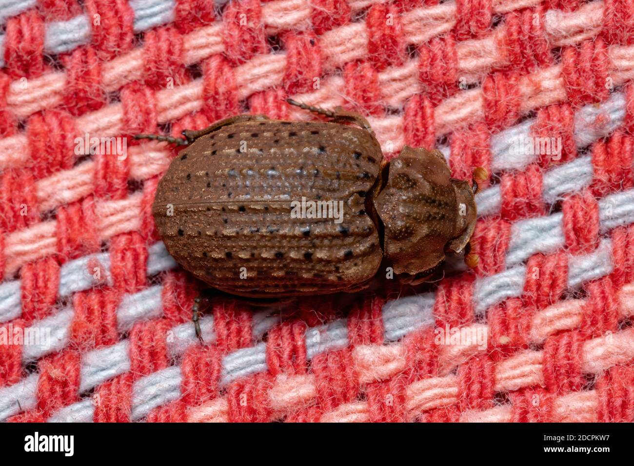 Brazilian beetles hi-res stock photography and images - Alamy