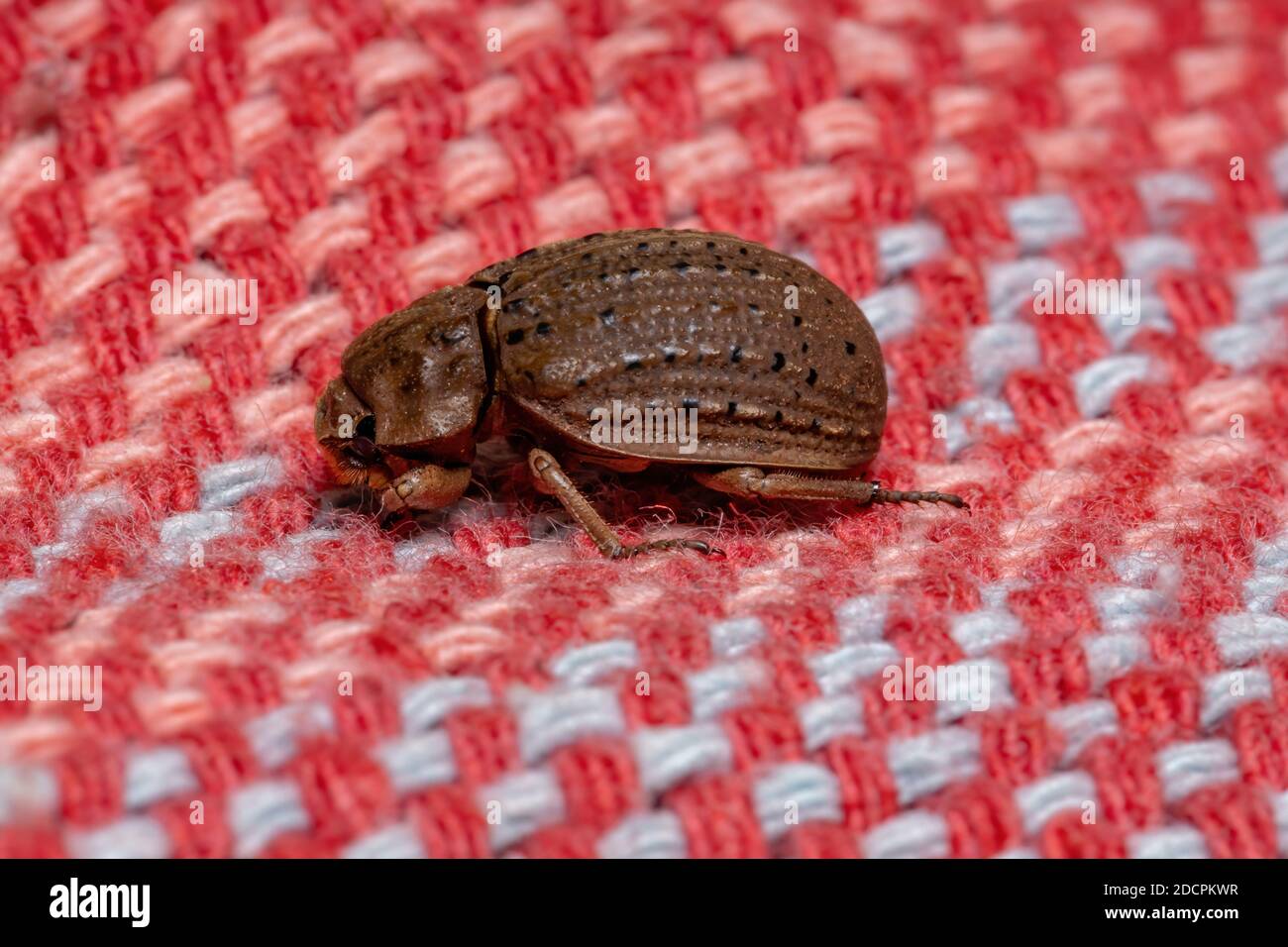 Brazilian Hide Beetle of the species Omorgus suberosus Stock Photo - Alamy