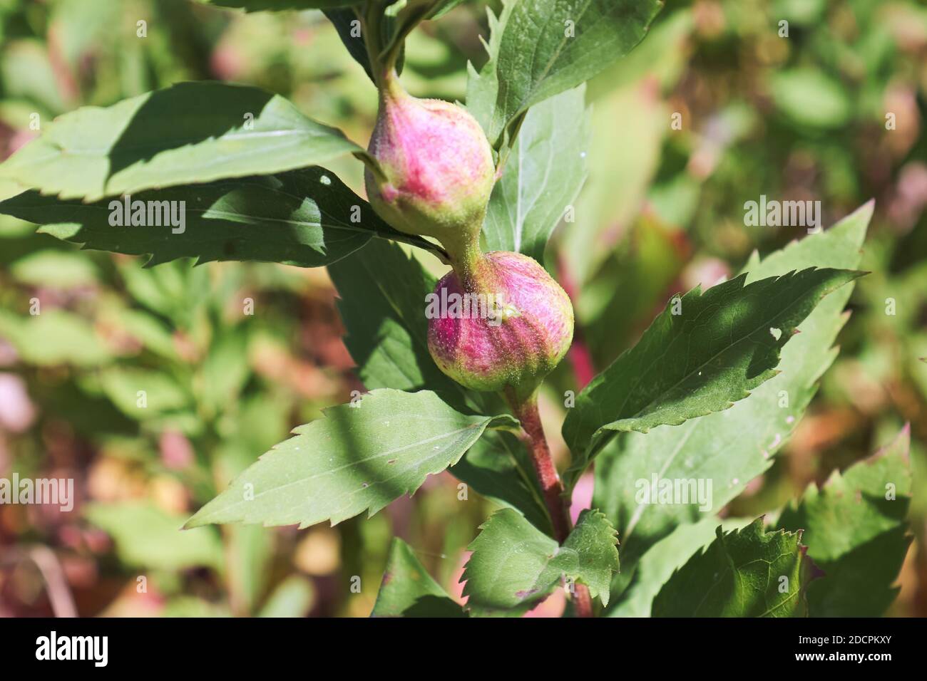 Goldenrod gall hi-res stock photography and images - Alamy