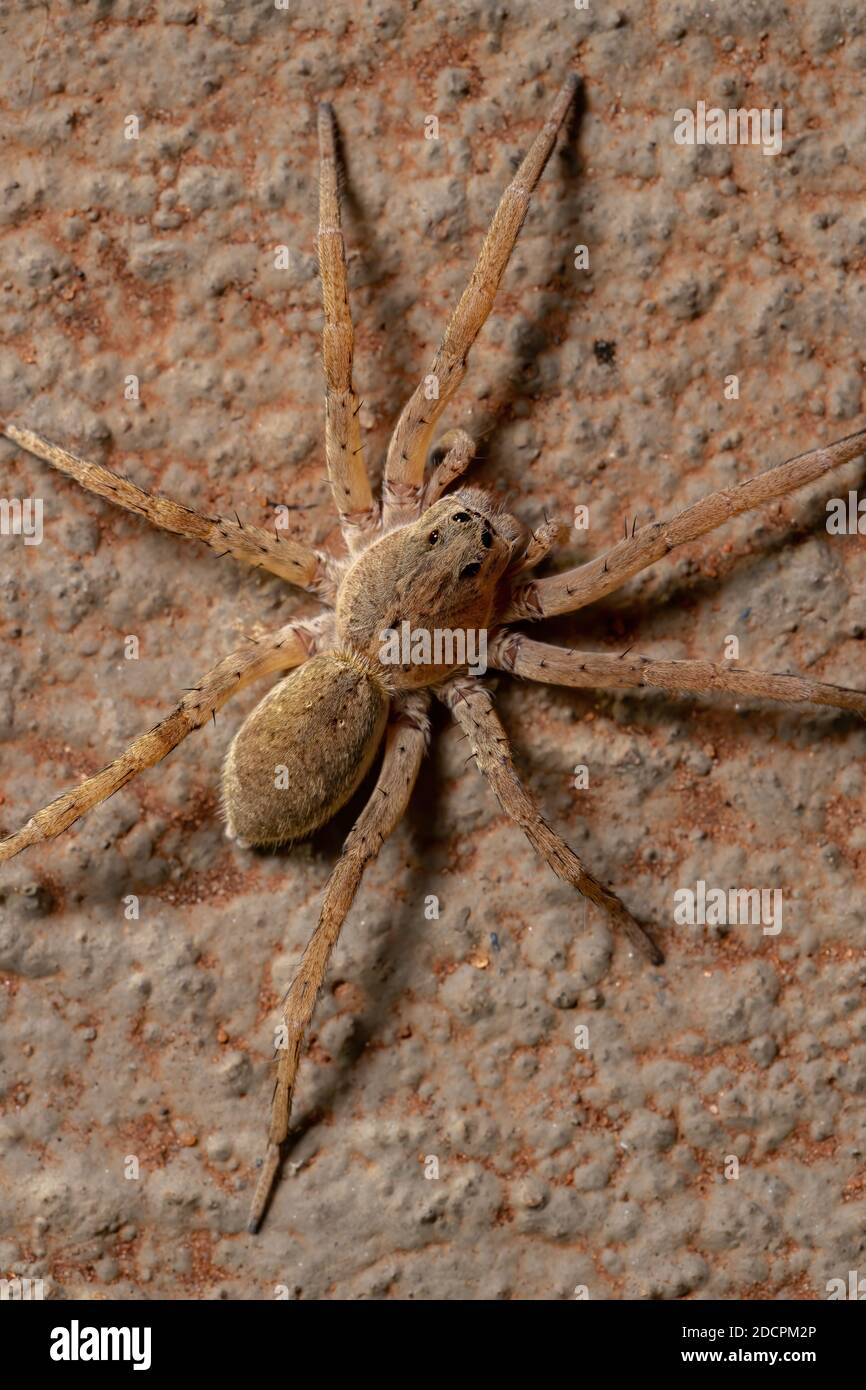 Wolf Spider of the Family Lycosidae Stock Photo - Alamy