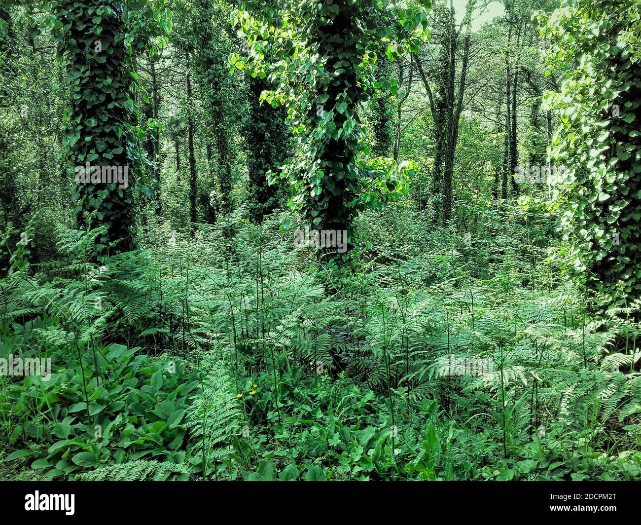 Belgrade national park hi-res stock photography and images - Alamy