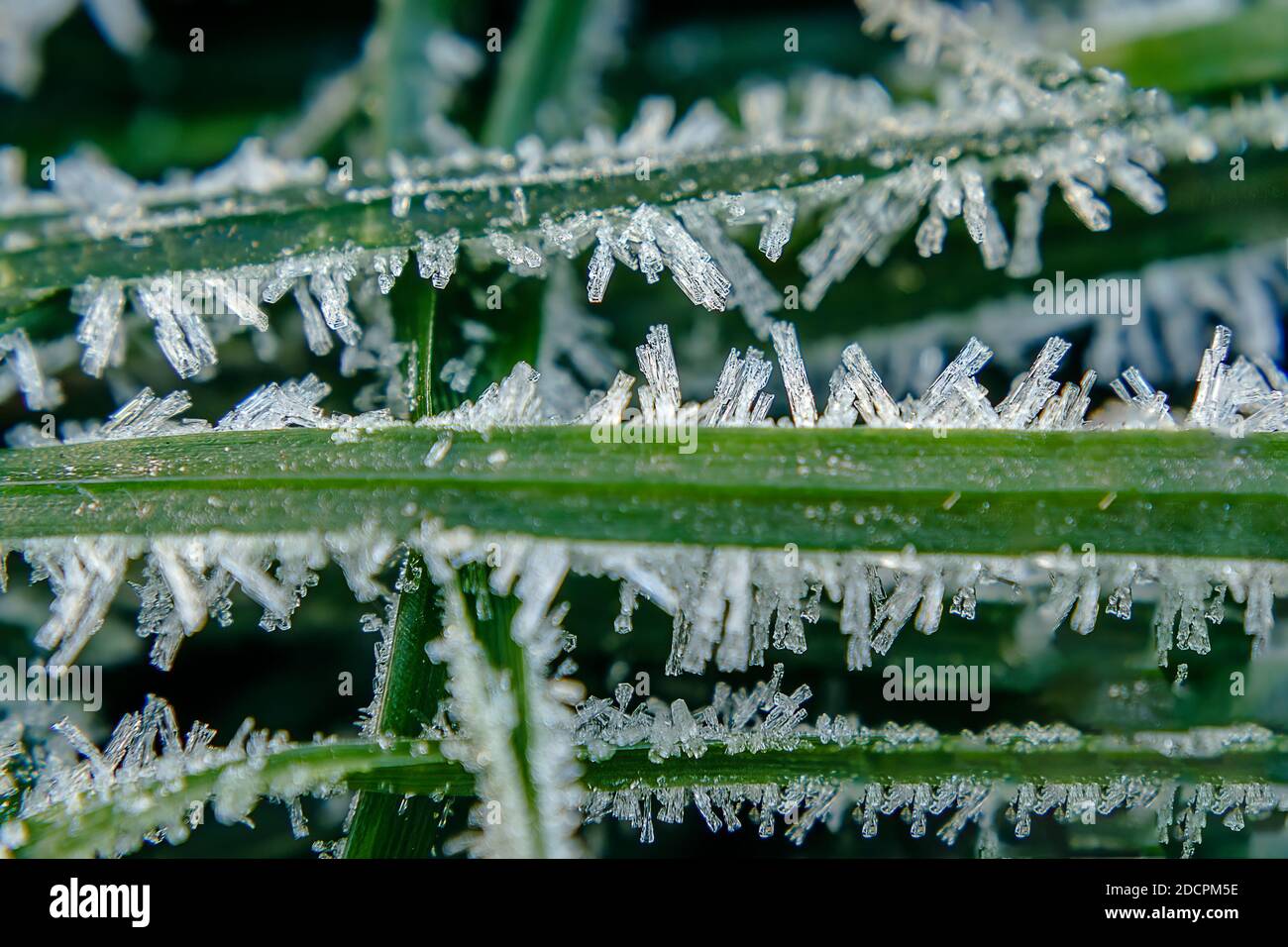 Ice crystals on meadow hi-res stock photography and images - Alamy
