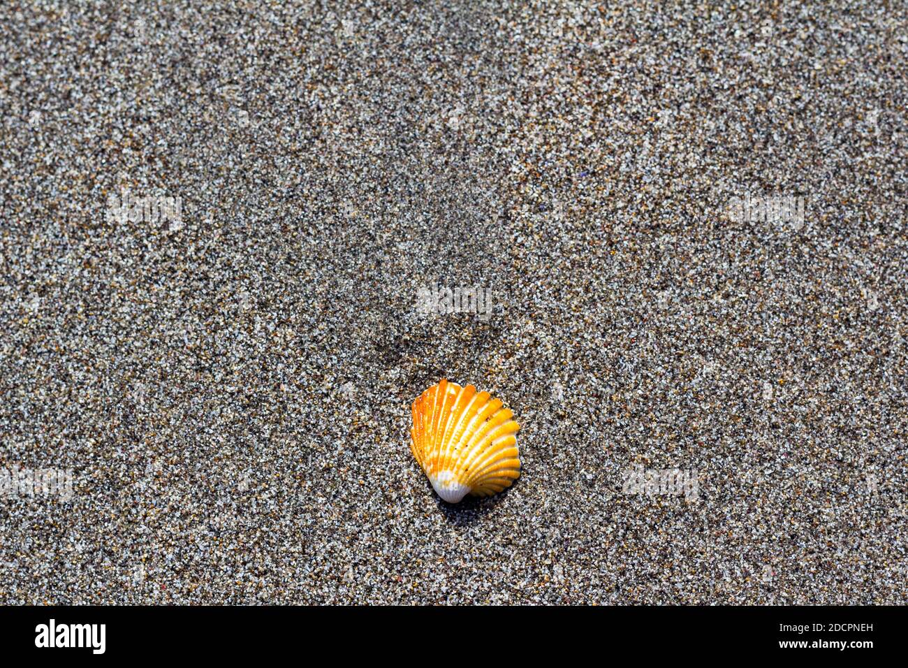 A yellow shell at a black sand beach in the Philippines Stock Photo - Alamy