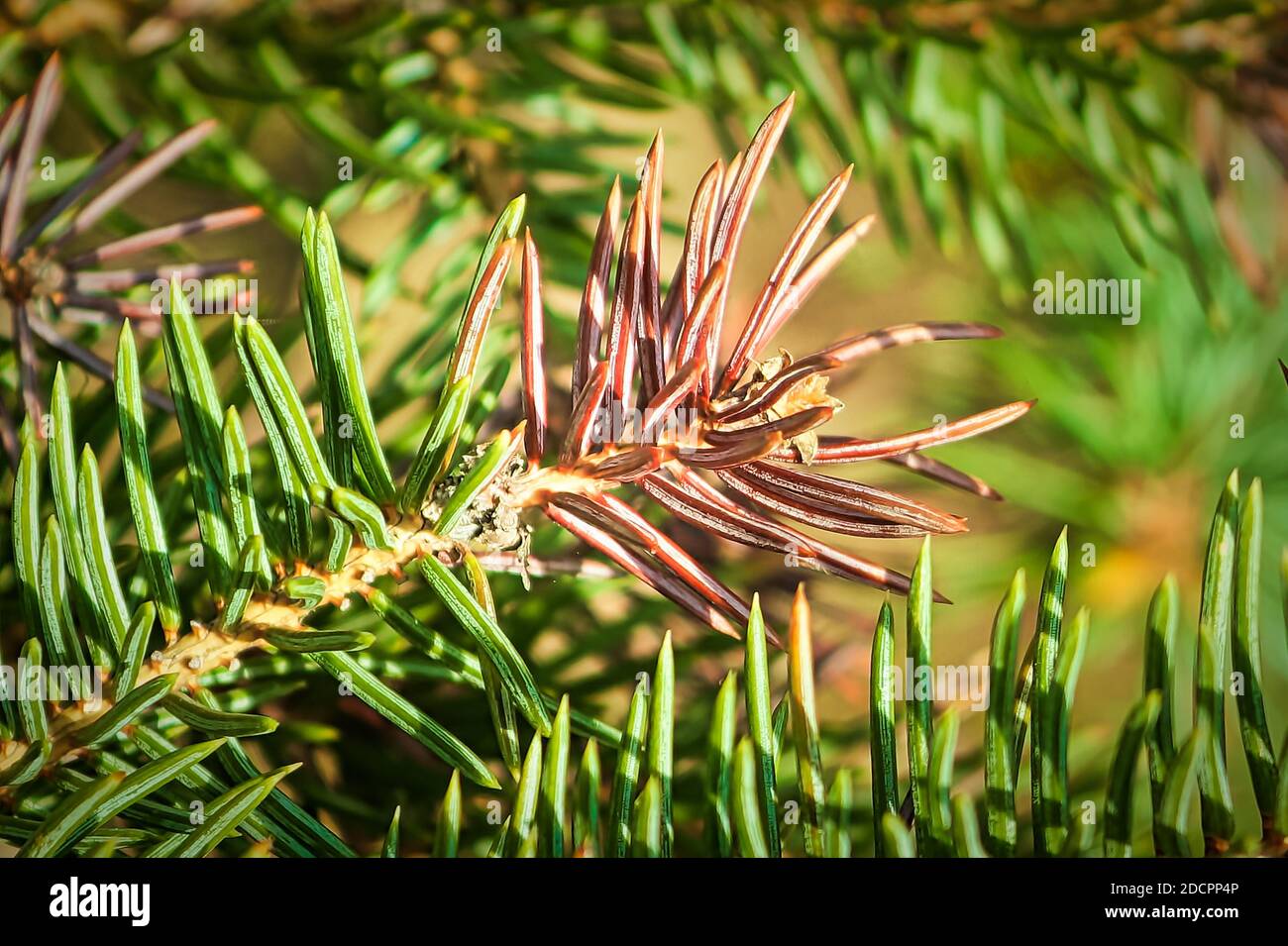 Closeup of a tip of brown spruce tree tip Stock Photo - Alamy